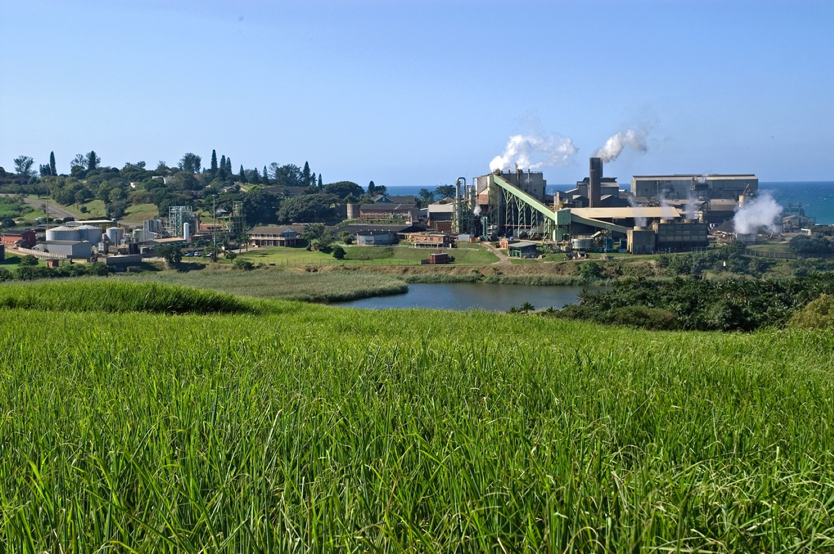 SA Canegrowers call to scrap sugar tax gets DA backing - Moneyweb