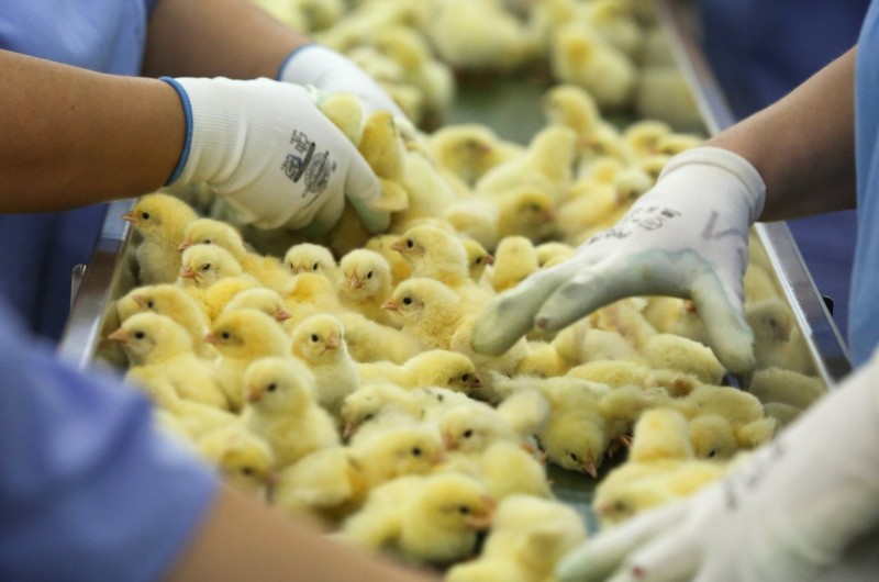 Quantum Foods’ profit takes a dip amid high feeding costs, bird flu ...
