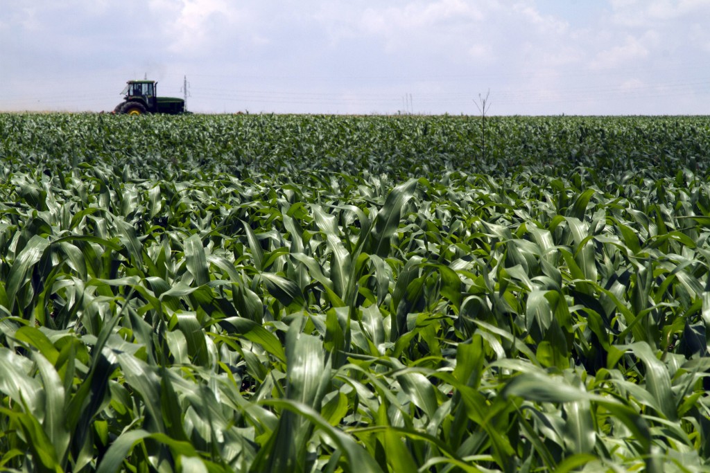SA maize prices scale new peaks as drought bites - Moneyweb