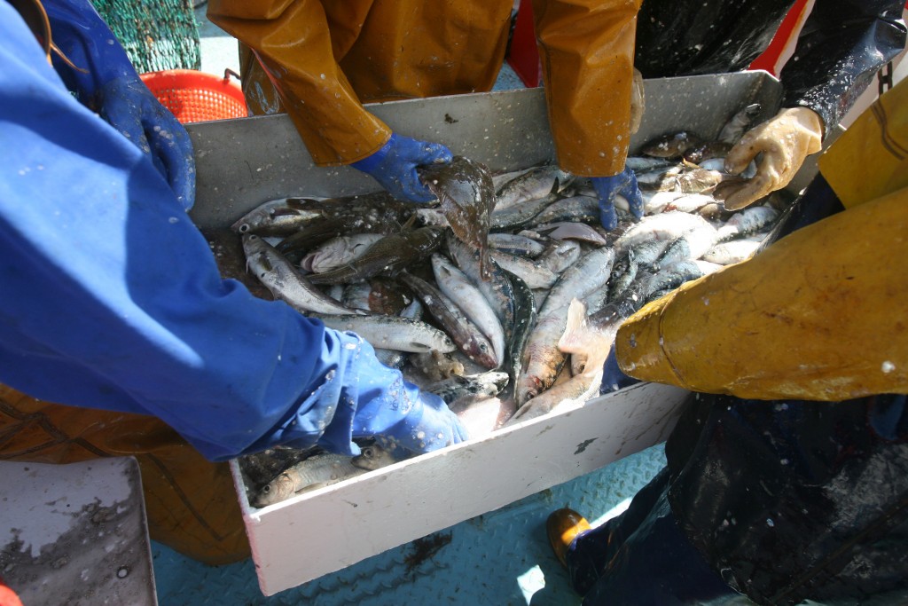 Sea Harvest moves step closer to buying Viking Fishing assets - Moneyweb