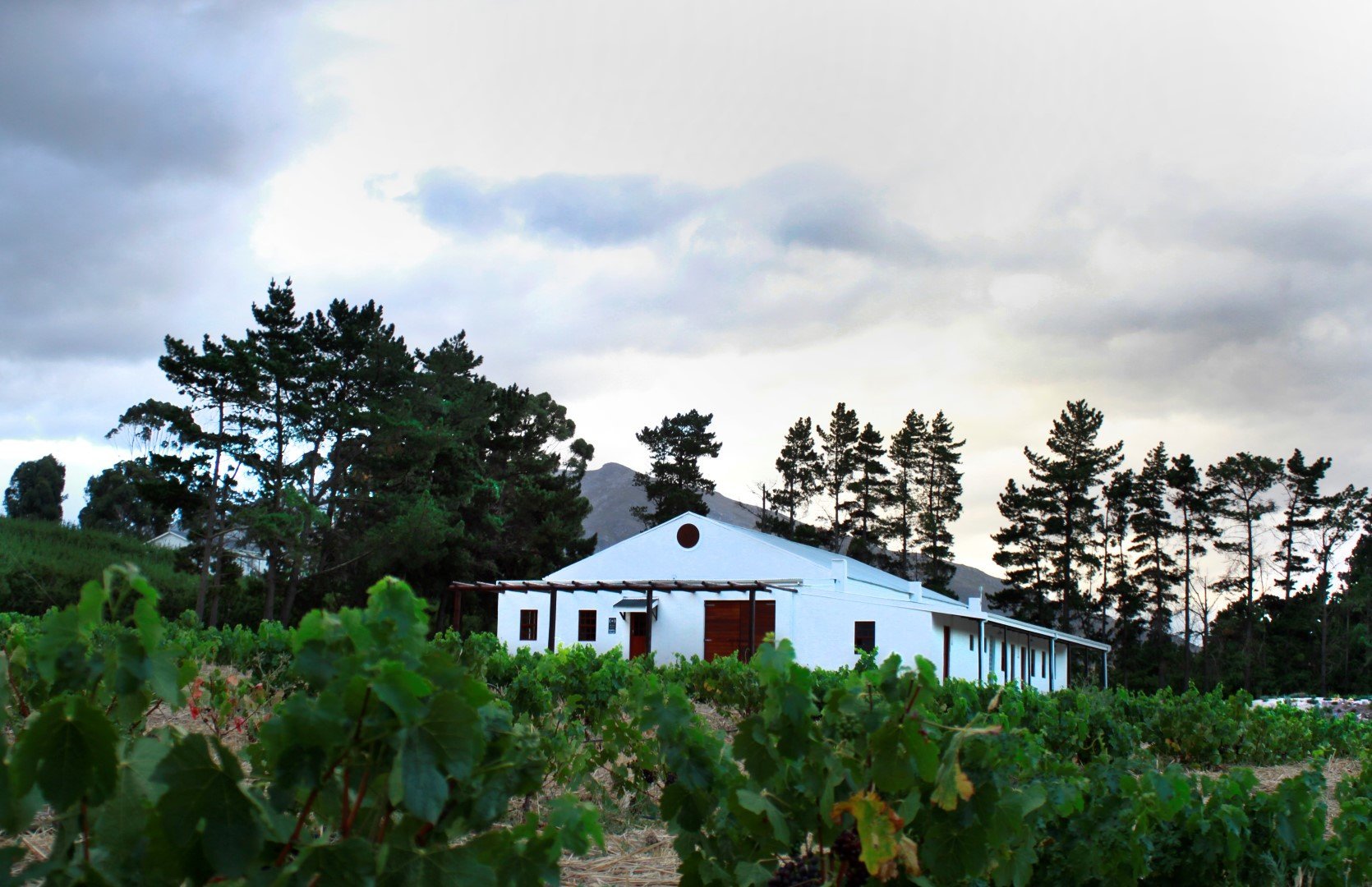 The rise of the boutique wine estate - Moneyweb