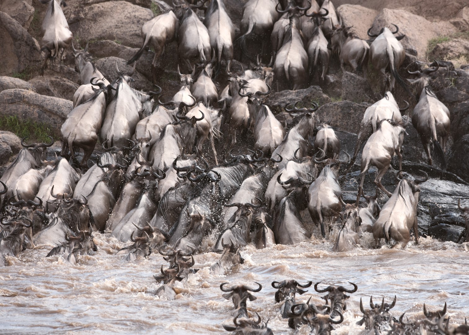 400 buffalo drown after stampede into river between Botswana and ...