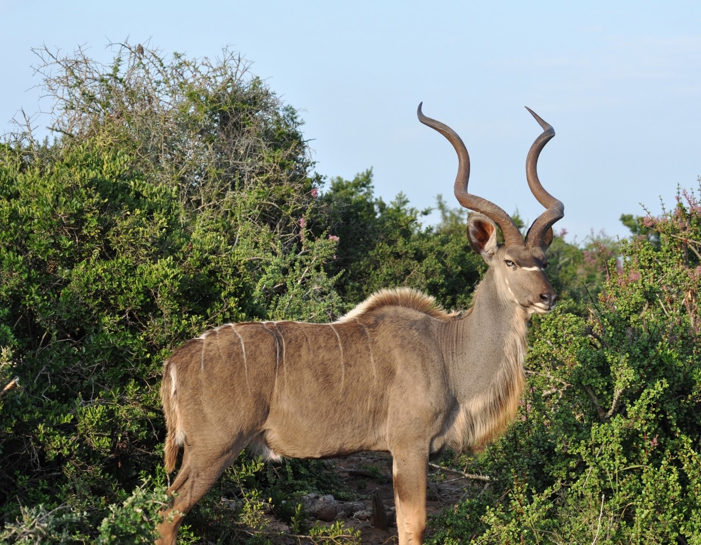 Hercules the antelope sells for record $692,000 at game auction - Moneyweb