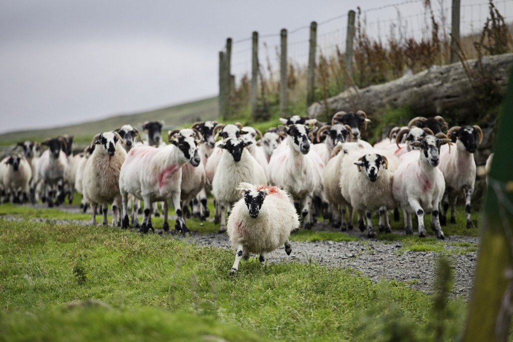 Roofdiere vreet R2.8-miljard per jaar van boere se sake op - Moneyweb