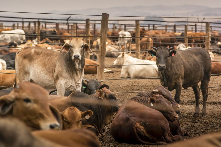 Namibia looks to import cattle as drought decimates local herds - Moneyweb