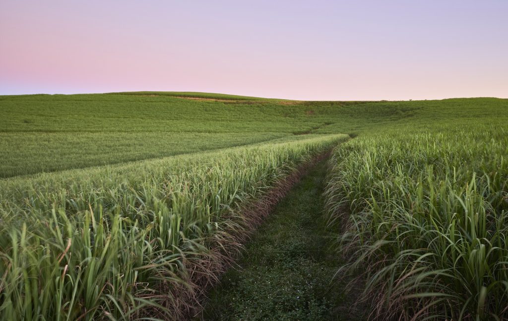 Approval of Tongaat Hulett rescue plan ‘a great milestone’ - Moneyweb