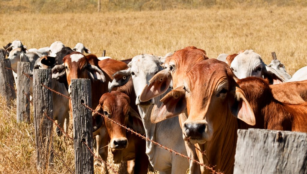 Daar is heeltemal te min veeartse in Suid-Afrika - Moneyweb