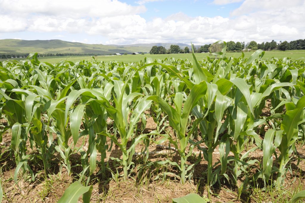 South Africa’s 2020 maize harvest seen up 31% from previous season ...