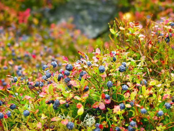 Authorities sink Piggy Farm and Indiberries scams - Moneyweb