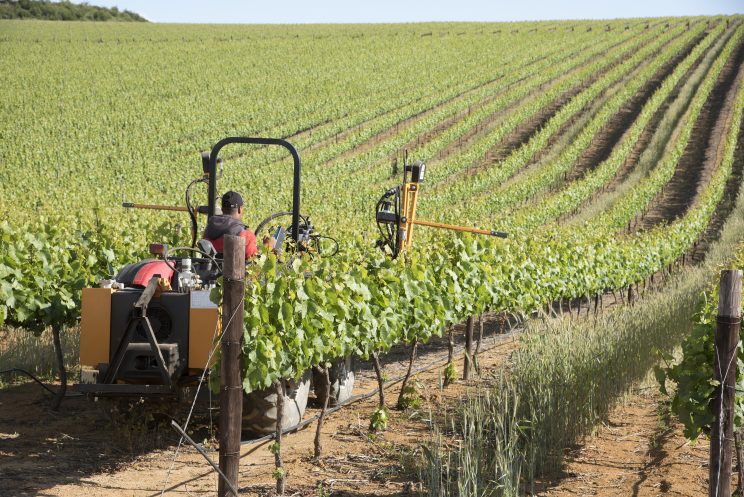 Medium-scale farms are on the rise in Africa. Why this is good news ...