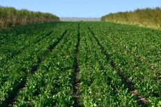 SAFM Market Update articles on Moneyweb