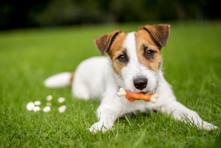 Fur babies booming - Moneyweb