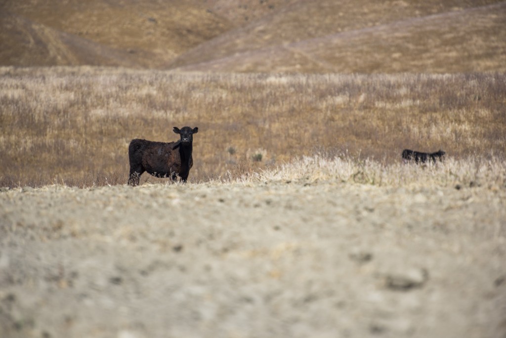 Free State declares drought disaster - Moneyweb