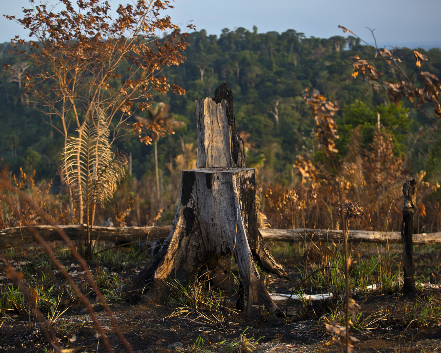 Burning of Amazon jungle rages again after years of decline - Moneyweb