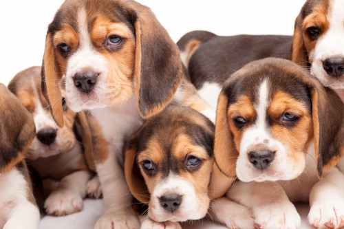 First ever test-tube dogs give ‘puppy love’ a new meaning - Moneyweb