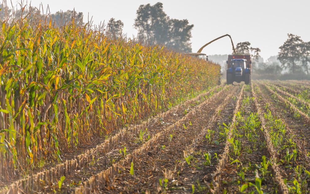 Zimbabwe expects maize output to more than triple this year - Moneyweb