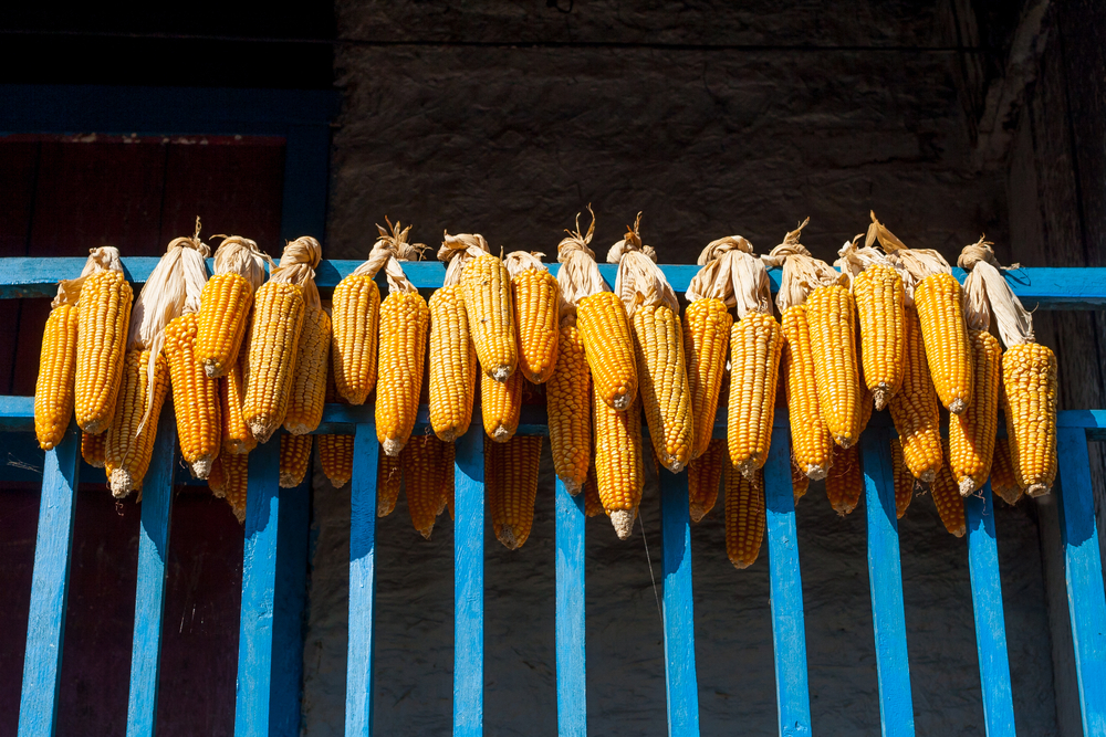 SA predicts record corn crop after rain boosts yields - Moneyweb