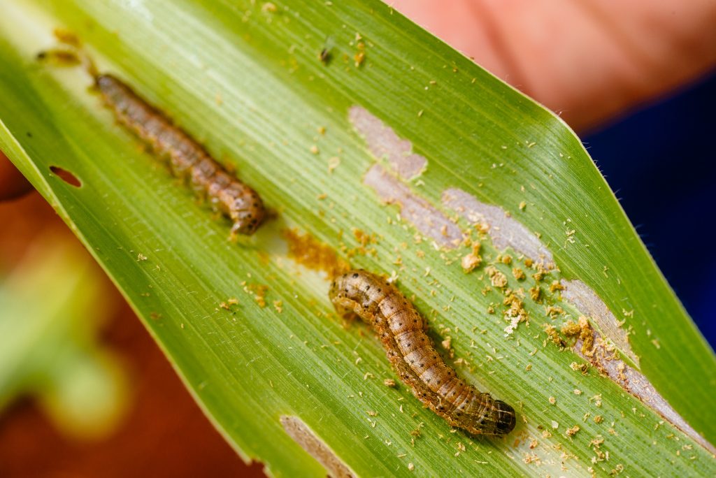 Africa’s richest man idles factory after grubs devour tomatoes - Moneyweb