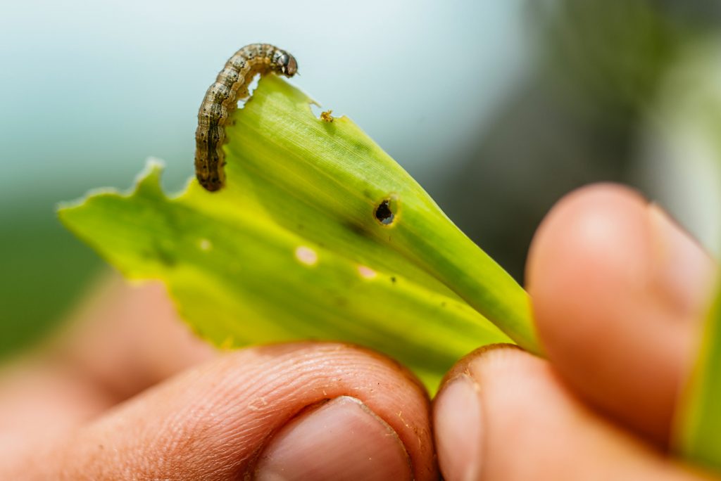 SA controls outbreak of armyworm pest - Moneyweb
