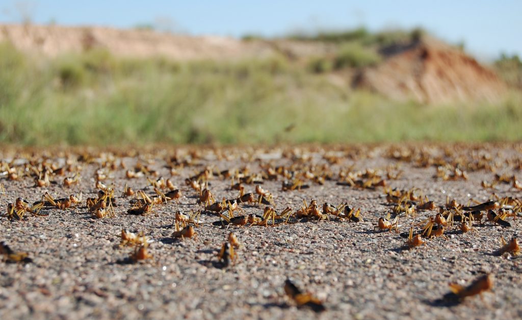 Red Sea Desert locust outbreak threatens South Sudan, Uganda - Moneyweb