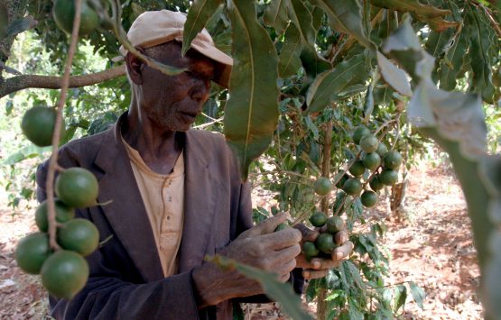 Macadamia nut craze transforms farmland in SA’s east - Moneyweb