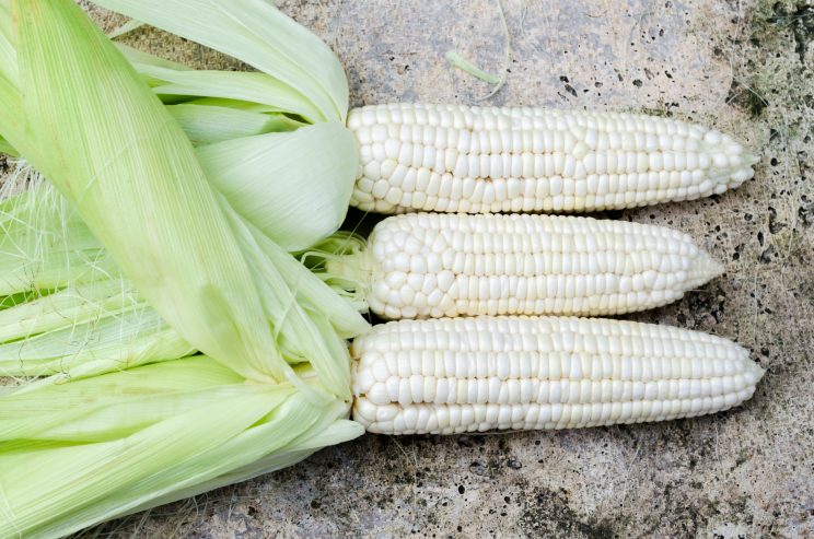 White maize futures scale 11-month peak on hot, dry conditions - Moneyweb