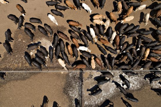 FMD in SA: How a tracking system would control outbreaks - Moneyweb