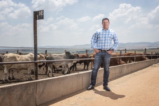 World’s largest feedlot leads South African beef export push - Moneyweb