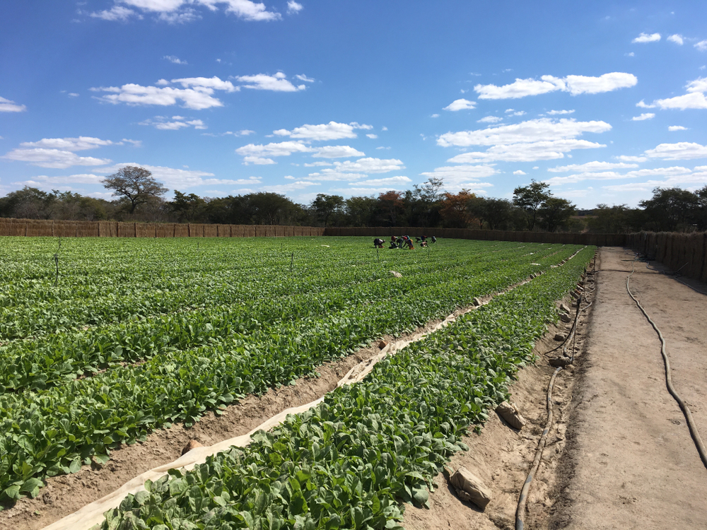 Government chokes on Batsa’s urgent court application - Moneyweb