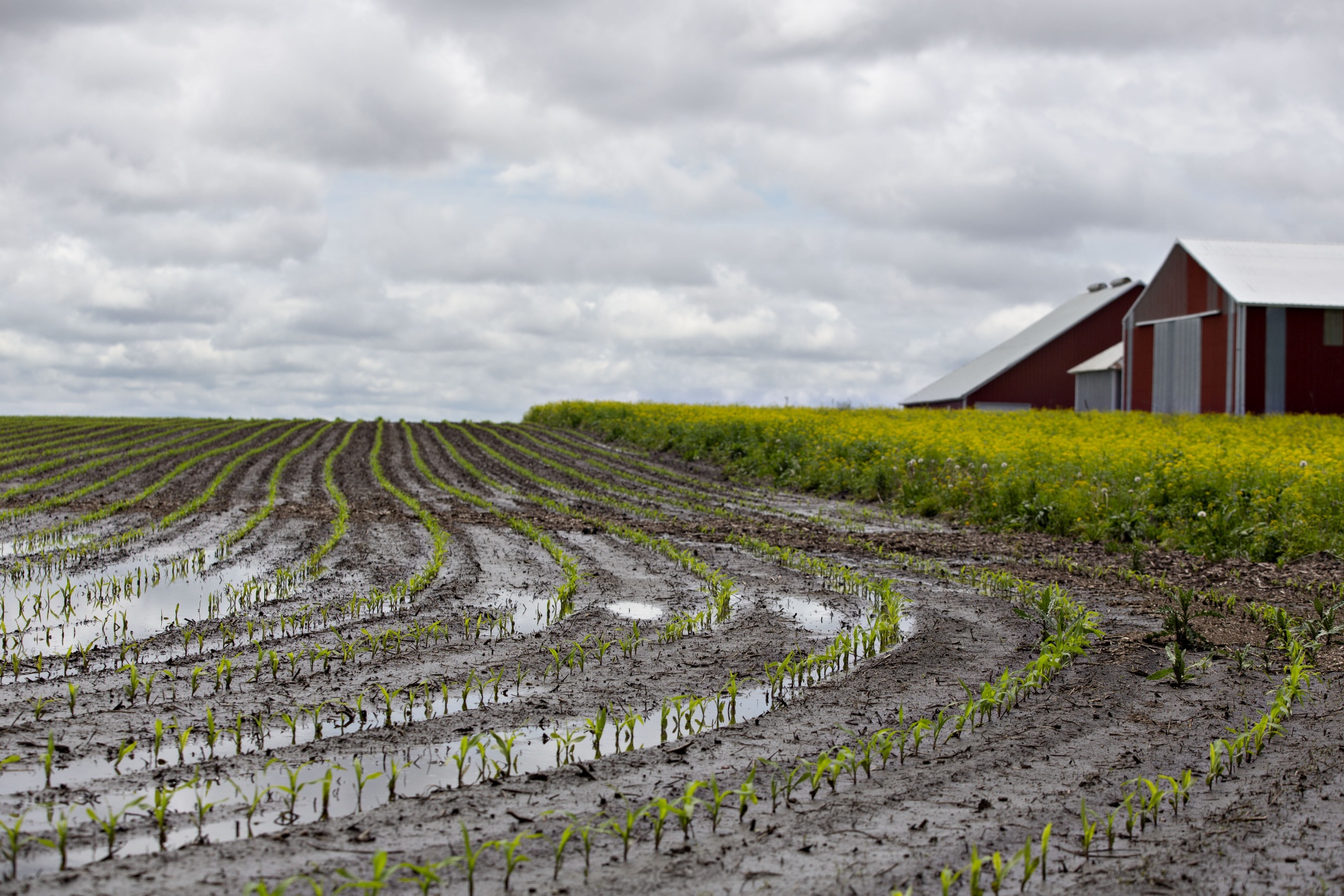 The wettest and wildest planting season US farmers can remember - Moneyweb