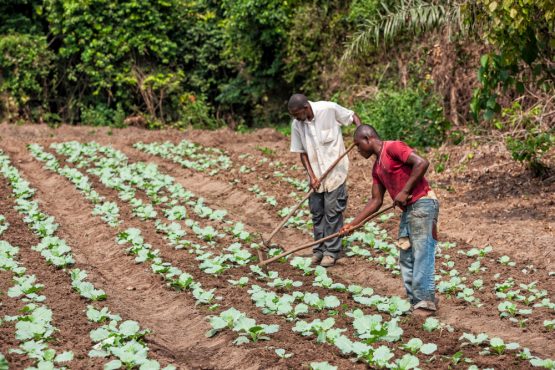 How digital technologies can help Africa’s smallholder farmers - Moneyweb