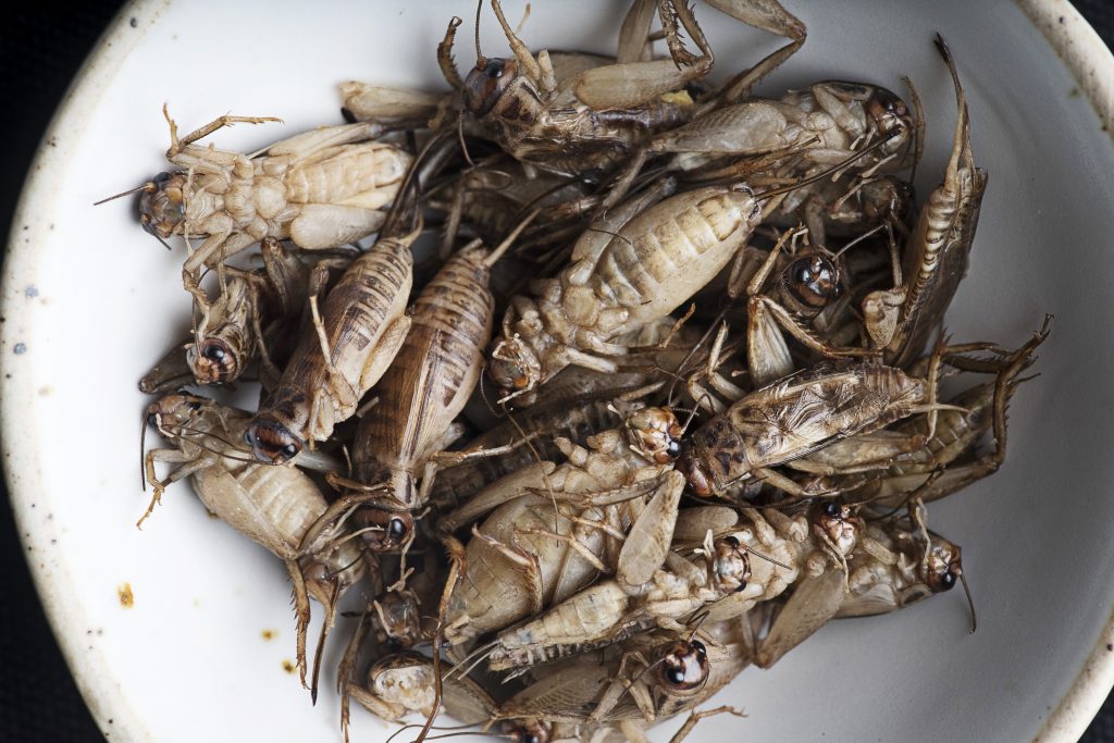 South Africans get the bug: Cape Town diner serves insect-only dishes ...