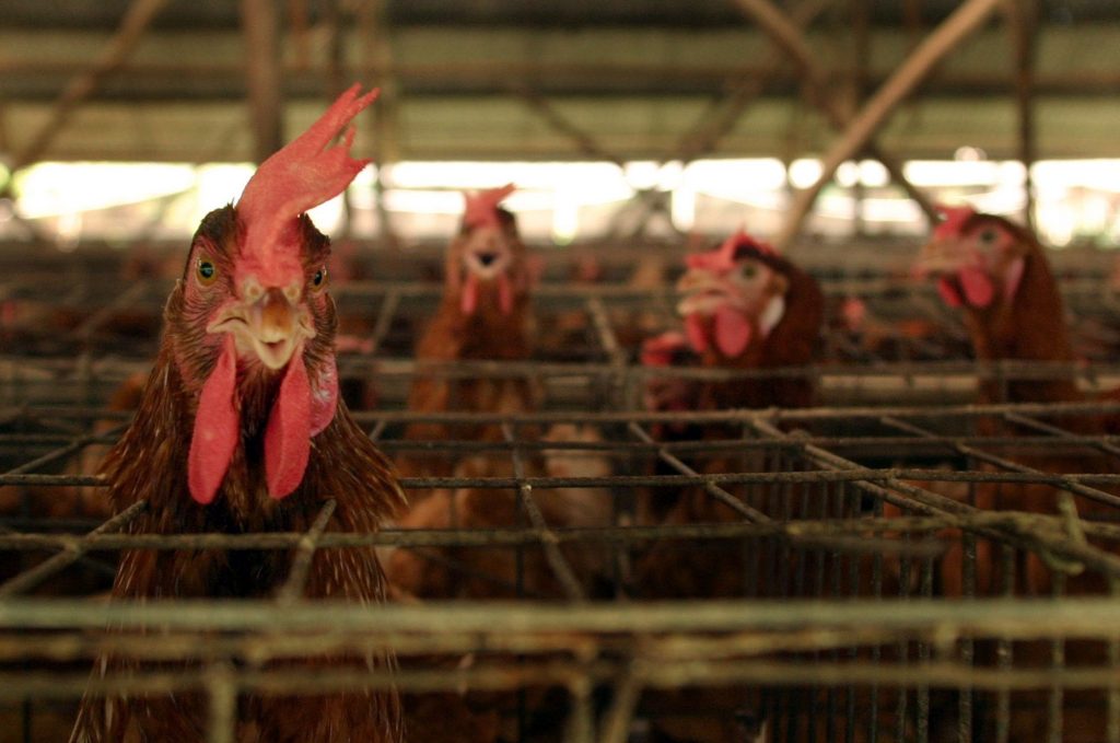 500 000 chickens culled in latest WC bird flu outbreak - Moneyweb
