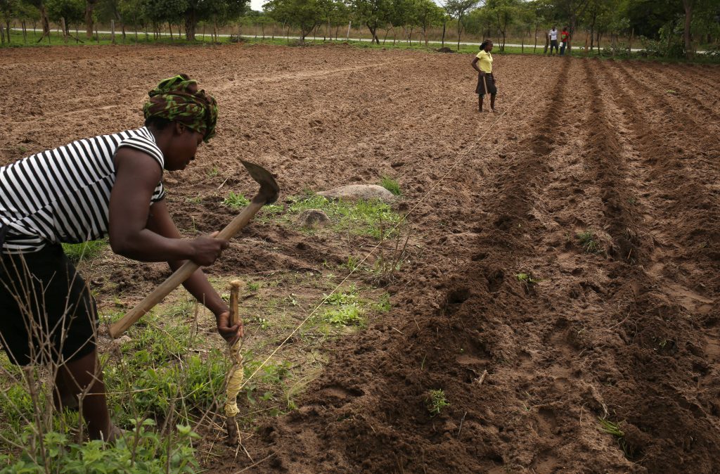 Zimbabwe drought, hunger likely to run into 2020, Fewsnet says - Moneyweb