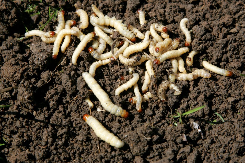 Plastic-eating insect discovered in Kenya - Moneyweb