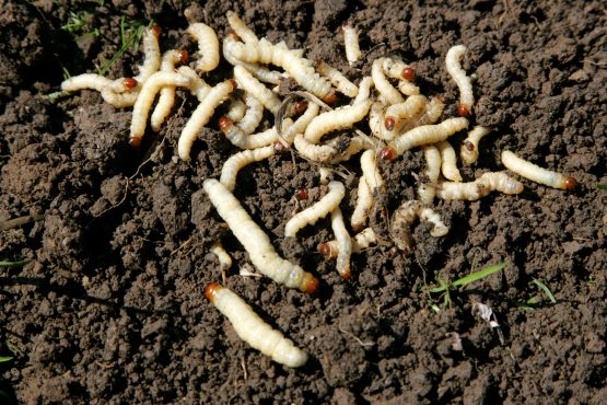 Leading maggot farmer to expand from Cape Town to California - Moneyweb