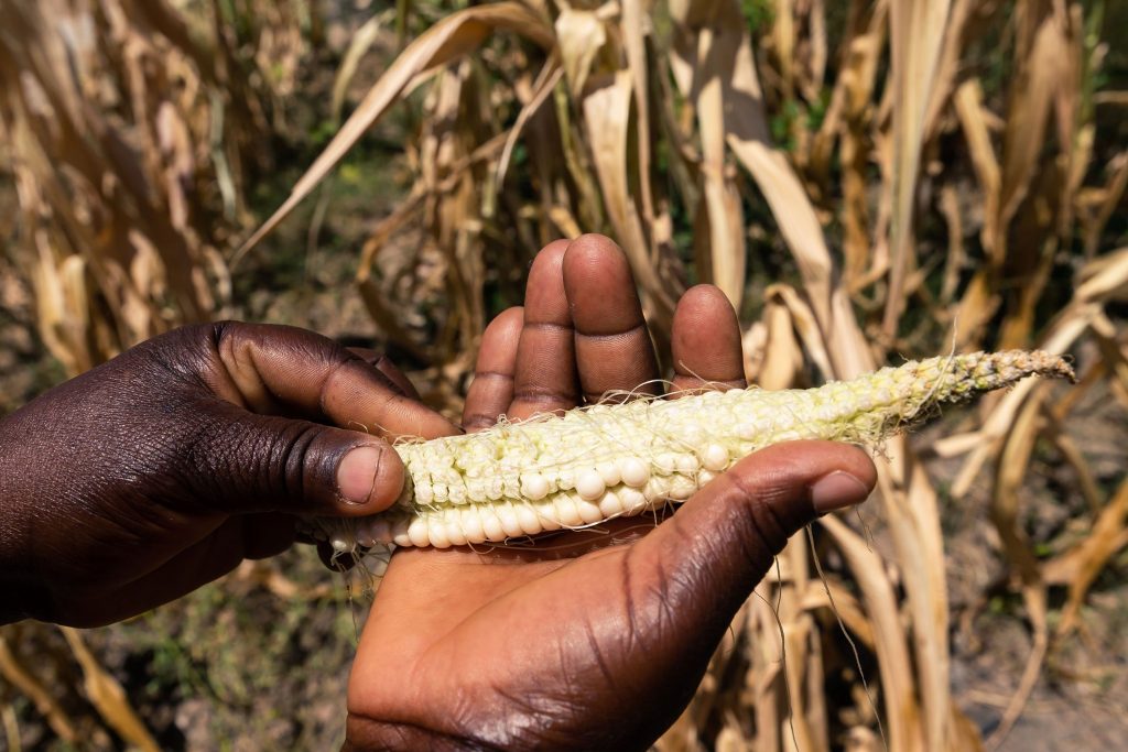 It is now time to grow food, Zimbabwe - Moneyweb