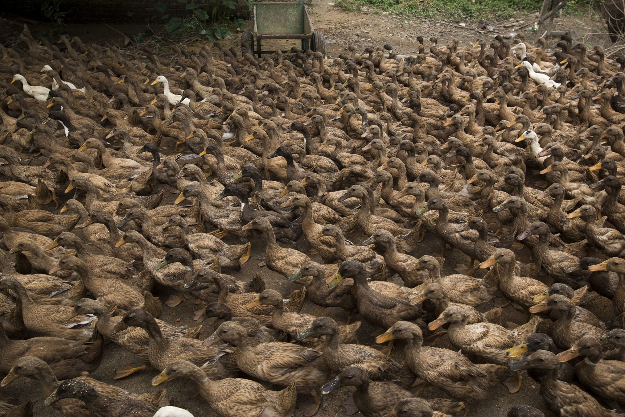 Army of 100 000 Chinese ducks ready to fight locust swarms - Moneyweb