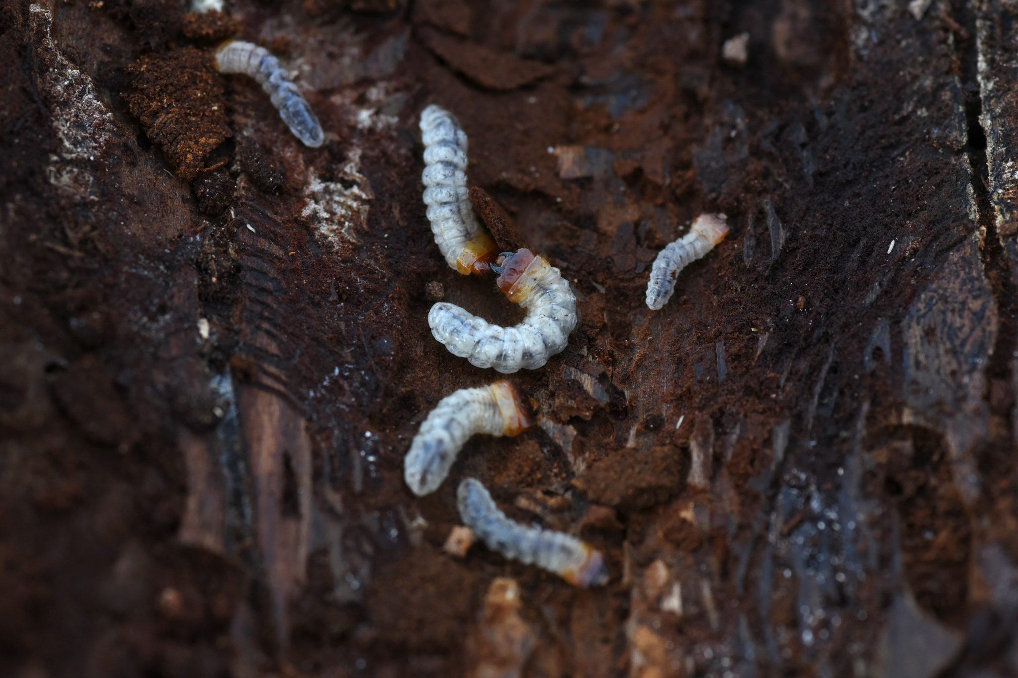 Can maggots fuel sports drinks? South African startup thinks so - Moneyweb