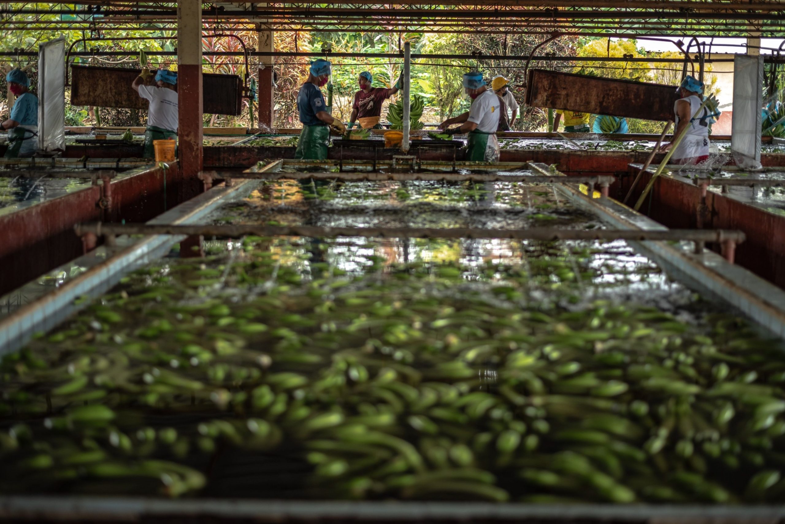 Disease is ravaging the $25bn banana industry - Moneyweb