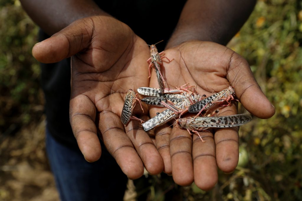 Swarms of locusts devastate parts of northern Kenya - Moneyweb