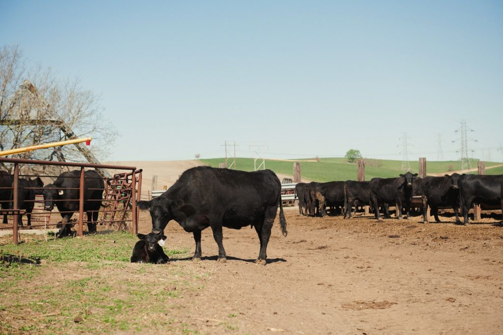 Eating less beef can save lives and help climate, Lancet says - Moneyweb