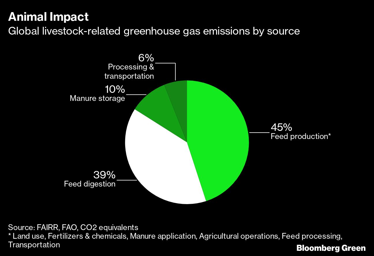 Cargill backs cow masks to trap methane burps - Moneyweb