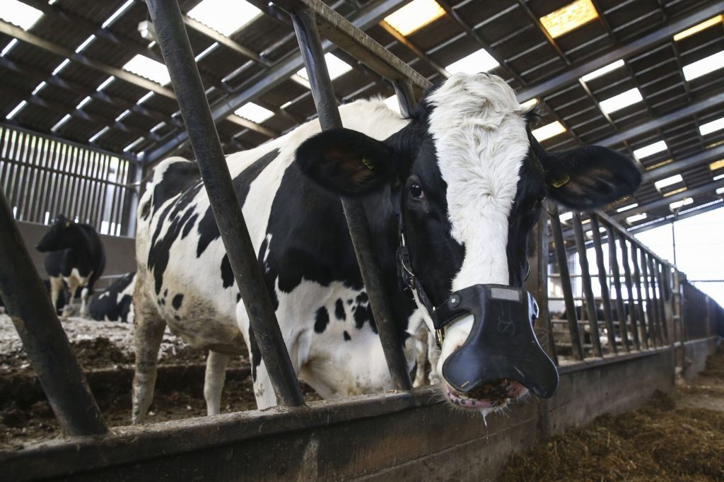 Cargill backs cow masks to trap methane burps - Moneyweb