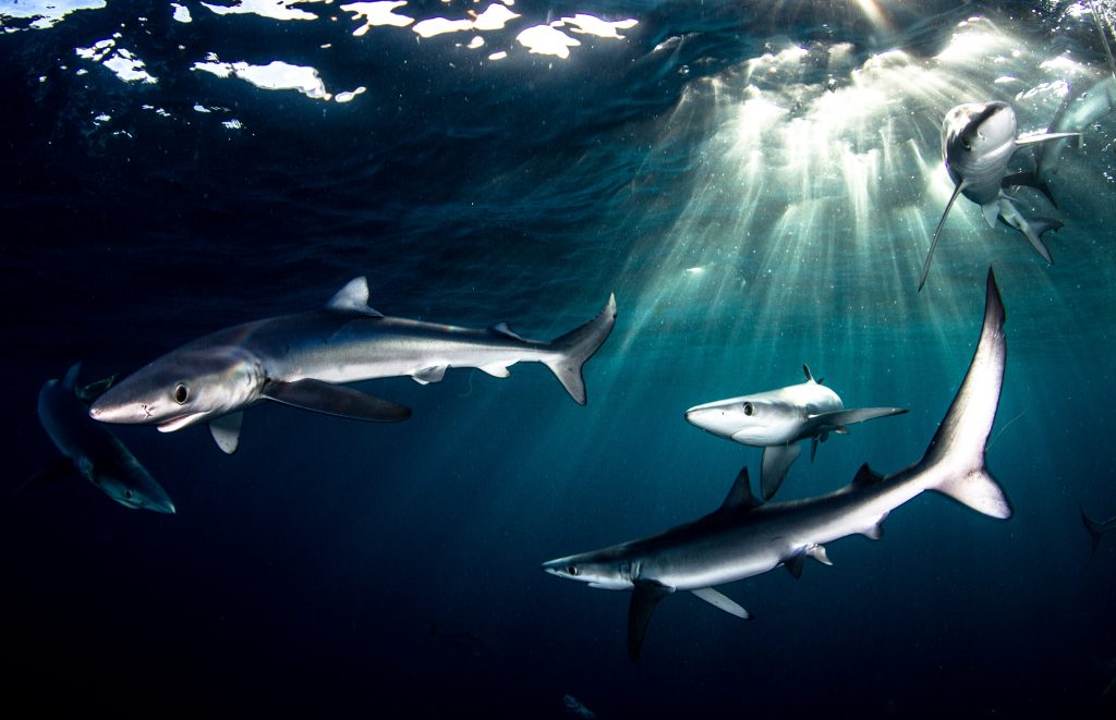 SA shark barrier innovation installed in the Bahamas - Moneyweb