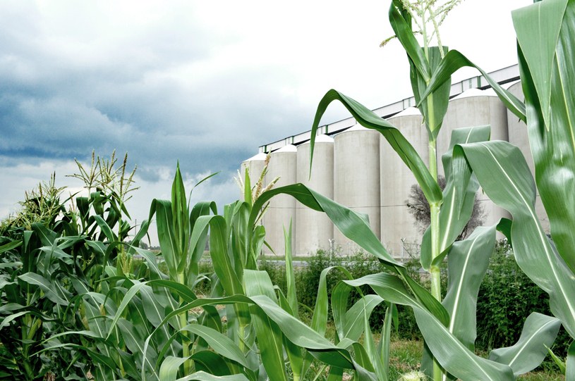 Senwes verdien wéér rekordwinste - Moneyweb