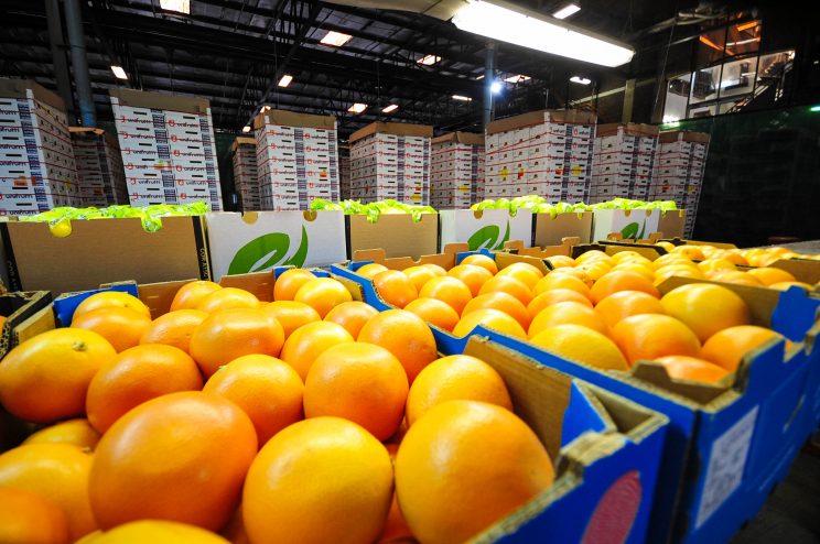 Citrus industry gathered and assessed its future at decisive moment ...