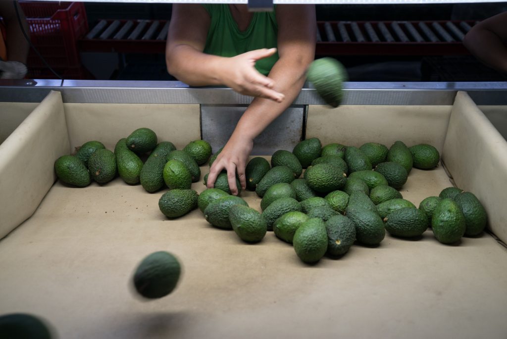 Avocado prices surge to a 24-year high - Moneyweb