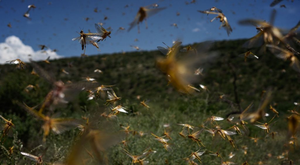Rains drive biggest SA locust infestation in decades - Moneyweb