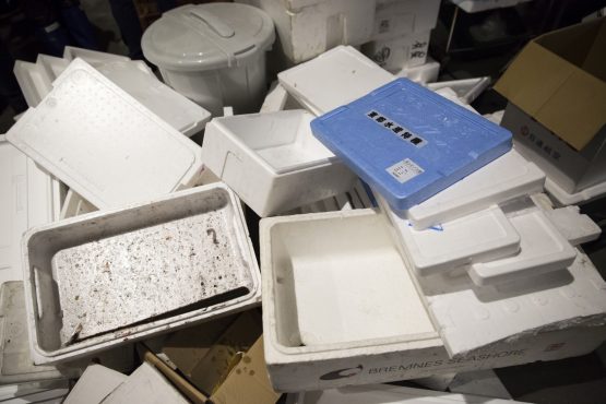 ‘Superworms’ can digest styrofoam, Australian scientists find - Moneyweb